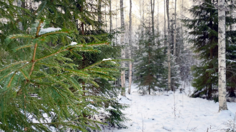 Kesytä verokarhu helposti luovutusvoiton verolaskurilla - Sp-Koti