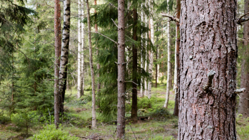 Kesytä verokarhu helposti luovutusvoiton verolaskurilla - Sp-Koti